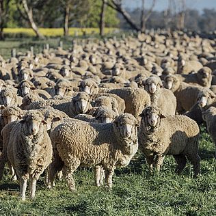 The Secret Life of Sheep: How technology and animal behaviour research ...