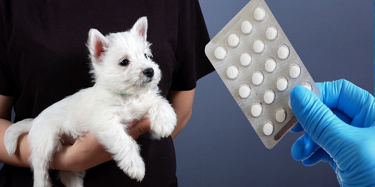 How antimicrobial resistance in animals impacts public health / Events